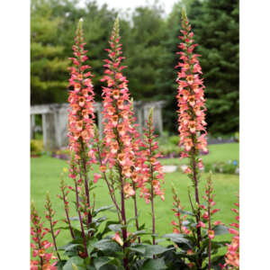 Australia's largest online and mail order garden supplier - Garden Express