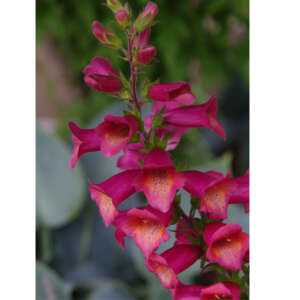 Perennials - Garden Express - Australia's Largest Online Nursery