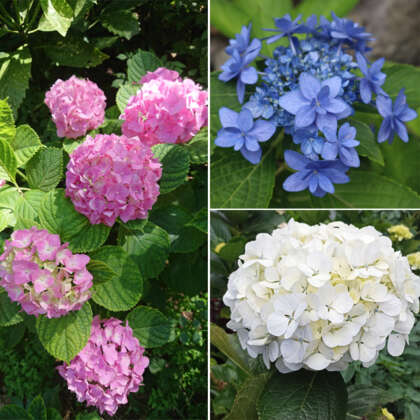 Hydrangea Spring Collection 2 - Garden Express