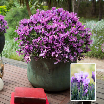 Lavender - Garden Express - Australia's Largest Online Nursery