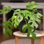 Philodendron Minima - Garden Express