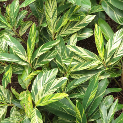 Variegated Ginger - Garden Express