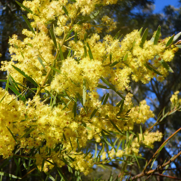 Acacia Fimbriata - Garden Express
