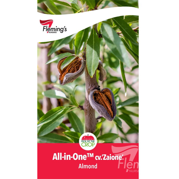 Dwarf Almond Self Pollinating - Garden Express