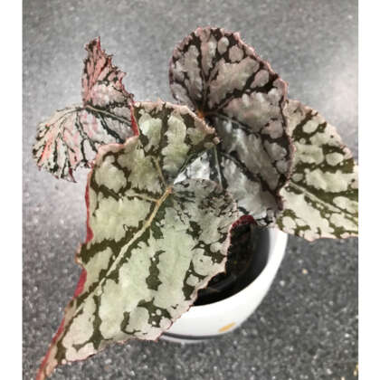 Begonia Silver Splash - Garden Express