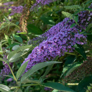Buddleja Golden Glow - Garden Express