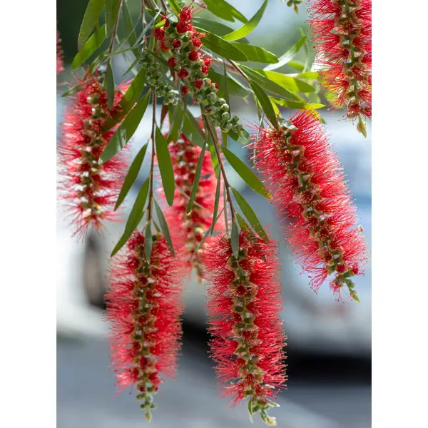 Callistemon Hannah Ray - Garden Express