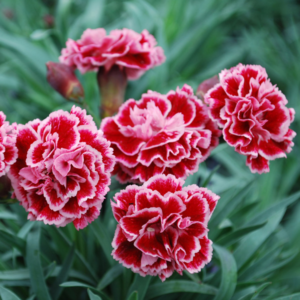 Dianthus Sugar Plum (PBR) - Garden Express