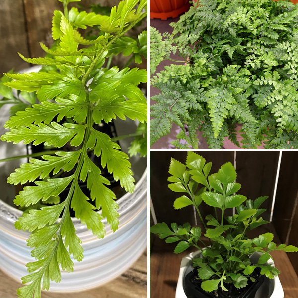 Ferns - Garden Express - Australia's Largest Online Nursery