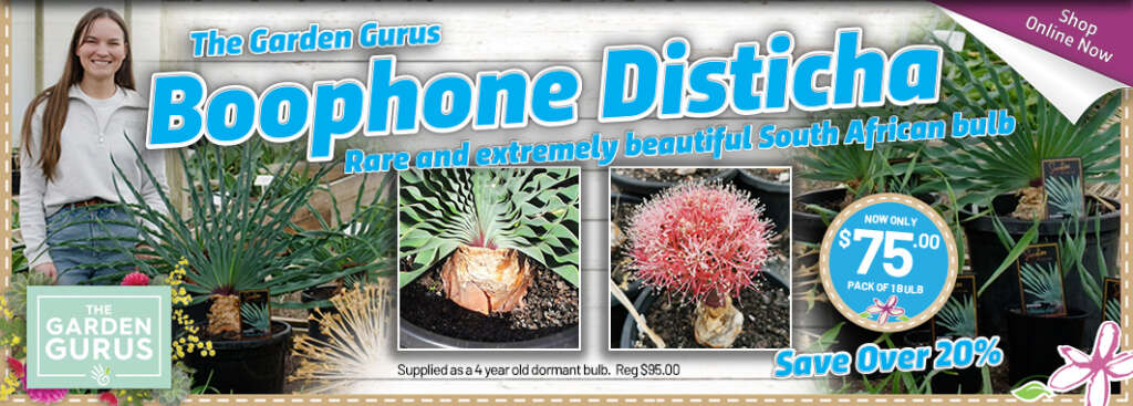 Boophone Disticha Growing Guide - Garden Express
