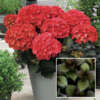 Hydrangea Tuxedo Red - Garden Express