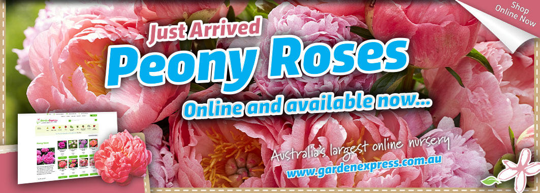 Australia's largest online and mail order garden supplier - Garden Express