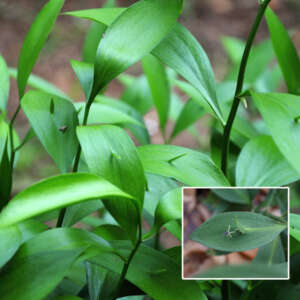 Ruscus Hypoglossum - Garden Express