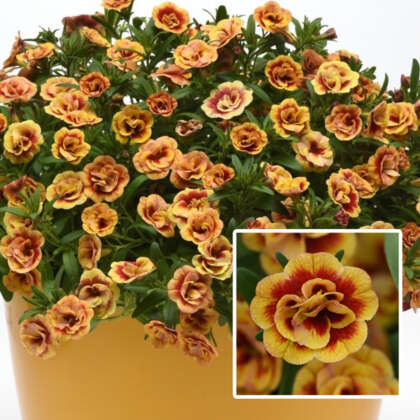 Calibrachoa Minifamous Double Pinktastic - Garden Express