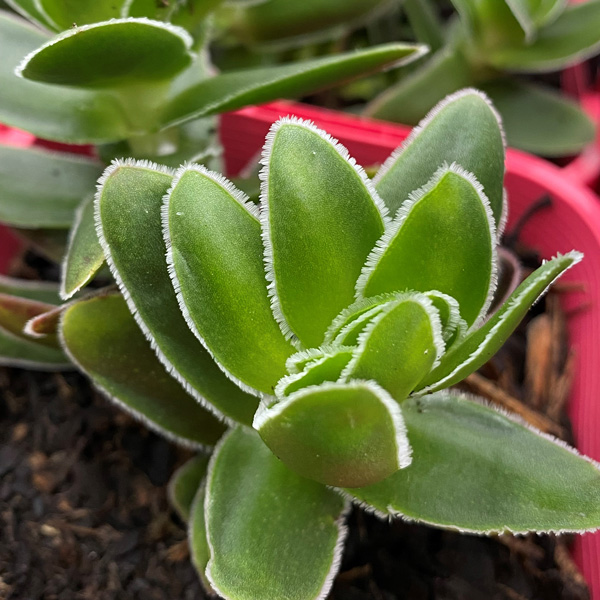 Crassula Ciliata - Garden Express
