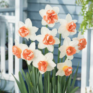 Daffodil Candy Princess - Garden Express