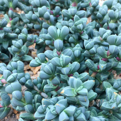 Succulents - Garden Express - Australia's Largest Online Nursery