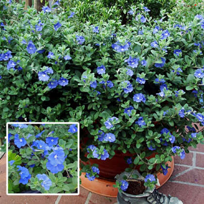 Evolvulus Blue Daze - Garden Express