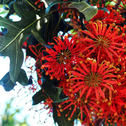 Firewheel Tree- Stenocarpus - Garden Express