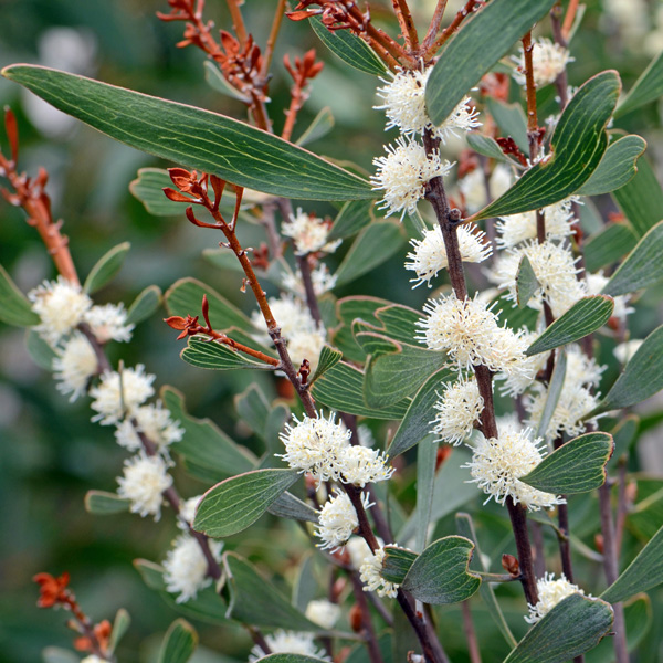 Hakea Dactyloides - Garden Express