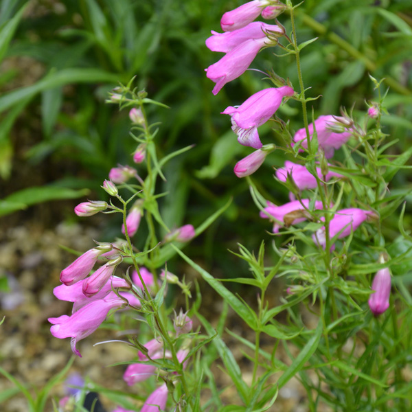 Penstemon - Garden Express - Australia's Largest Online Nursery