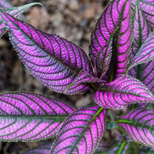 Persian Shield - Garden Express