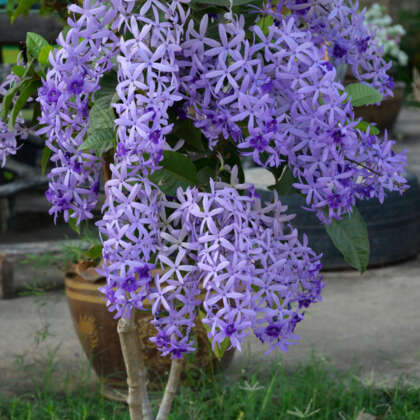 Petrea Purple Wreath - Garden Express