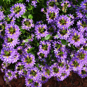 Scaevola Fairy Blue - Garden Express