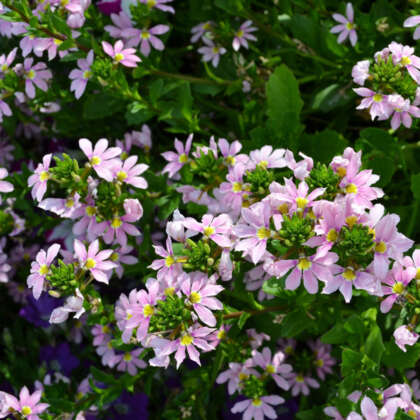 Scaevola Fairy Pink - Garden Express