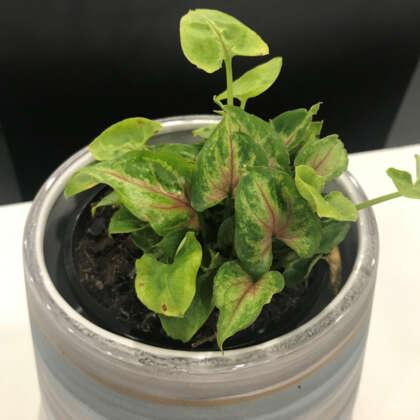 Syngonium Red Beauty - Garden Express