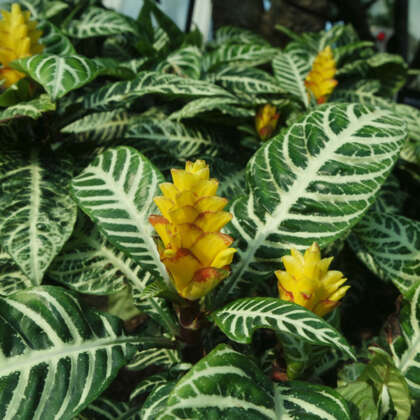 Aphelandra Zebra Plant - Garden Express