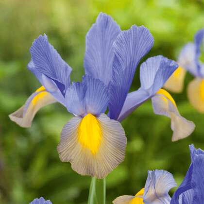Dutch Iris Blue & White Blend - Garden Express