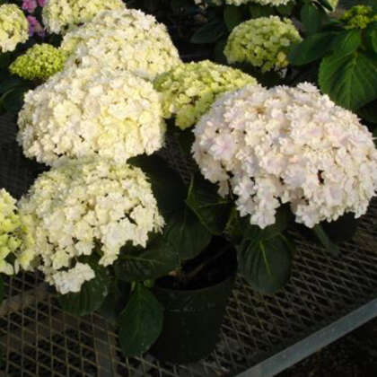 Hydrangea Plants (Hortensia) - Garden Express Online Nursery