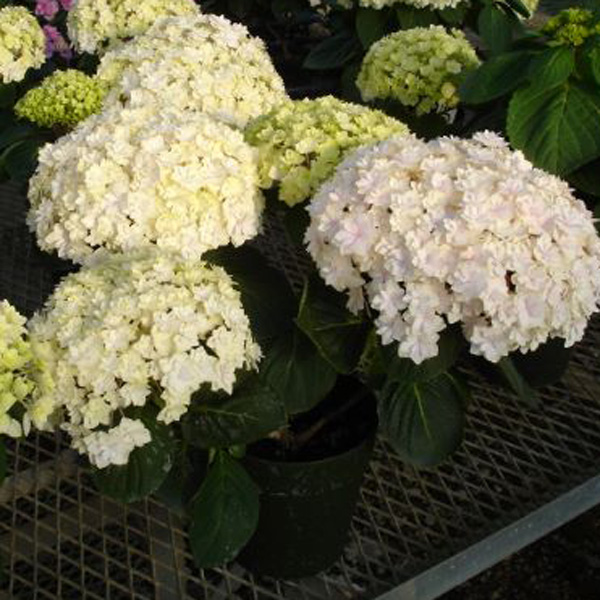 Hydrangea Plants (Hortensia) - Garden Express Online Nursery