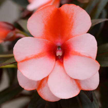 Impatiens Clockwork Orange Stripe - Garden Express