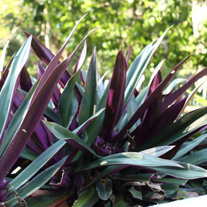 Indoor Plants & Succulents - Garden Express