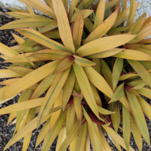 Indoor Plants & Succulents - Garden Express