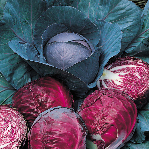 Seed - RHS Cabbage Red Rookie F1 - Garden Express