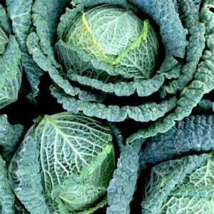 Seeds - Buy Quality Seeds Online - Garden Express - Online Nursery