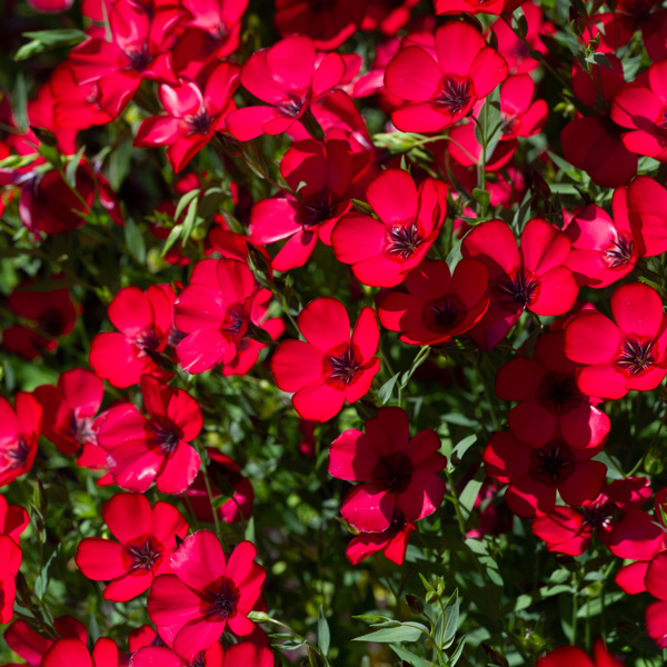 Seed - RHS Flax Scarlet - Linum - Garden Express