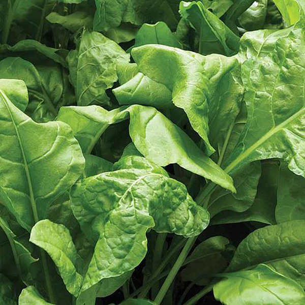 Seed - RHS Spinach Perpetual Gator - Garden Express