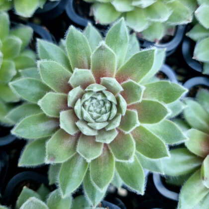 Sempervivum Berry Bomb - Garden Express