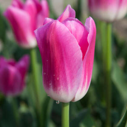 Tulips - Garden Express - Australia's Largest Online Nursery