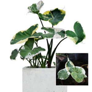 Alocasia Mickey Mouse - Garden Express