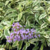 Buddleja Golden Glow - Garden Express