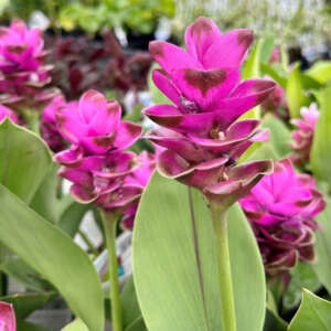 Curcuma Cordata - Garden Express