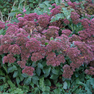 Sedum Ruby Glow - Garden Express