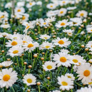 Argyranthemum Single White - Garden Express