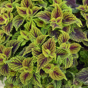 Coleus Coleosaurus - Garden Express
