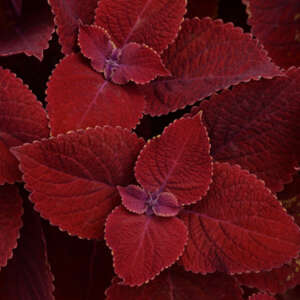 Coleus Ruby Slipper - Garden Express